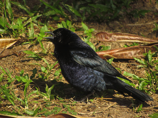 Foto chupim (Molothrus bonariensis) Por Bruno Cesar | Wiki Aves - A ...