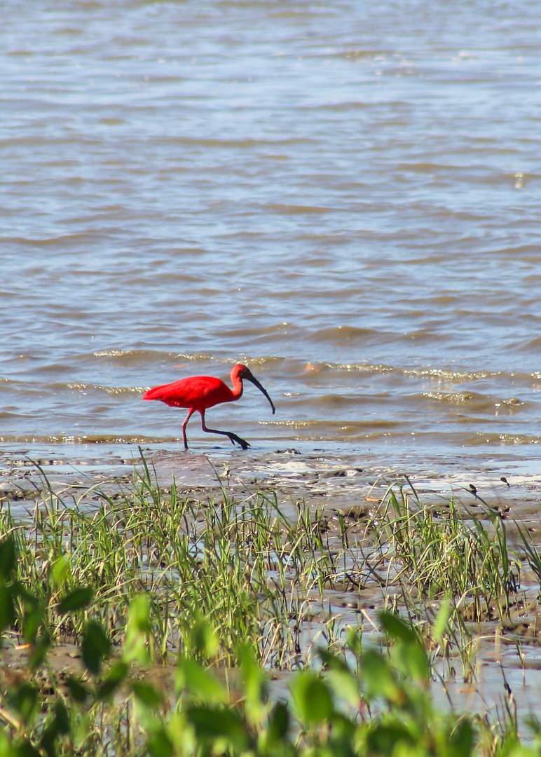 Foto guará (Eudocimus ruber) Por Isabella Surjus | Wiki Aves - A ...