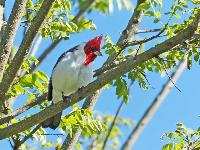 Foto cardeal (Paroaria coronata) Por Hinaldson Machado | Wiki Aves - A ...