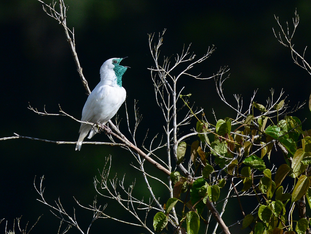 Foto araponga (Procnias nudicollis) Por Kleber Silveira | Wiki Aves - A ...