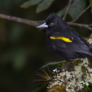 tecelão (Cacicus chrysopterus) | WikiAves - A Enciclopédia das Aves do ...