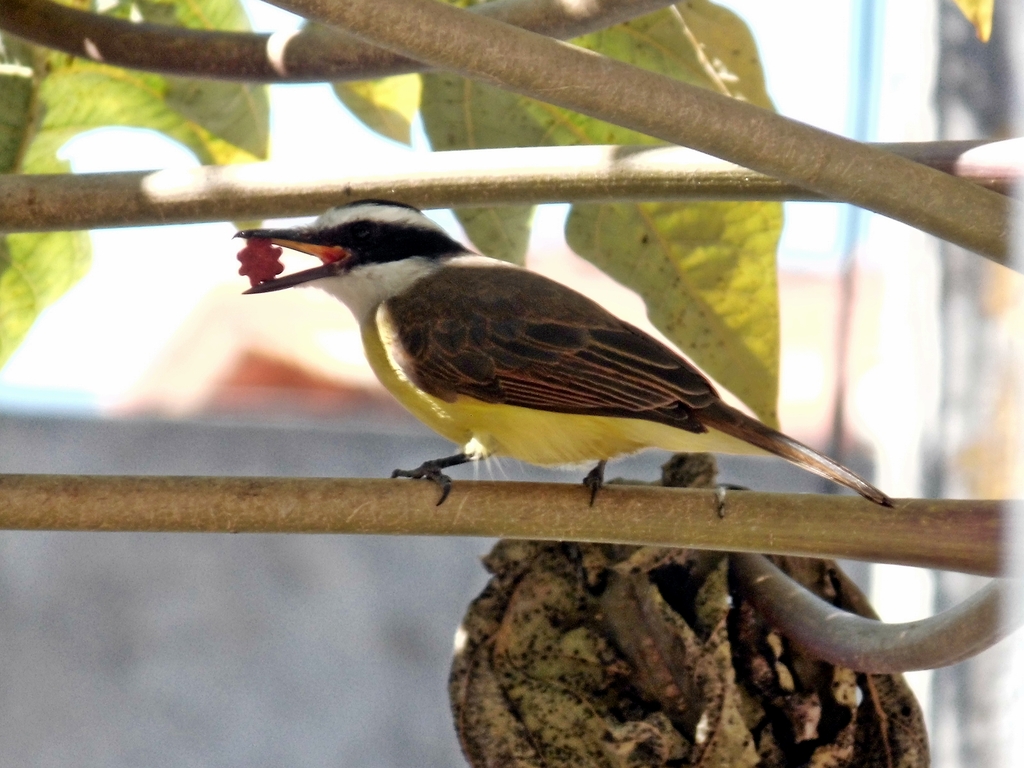 Foto bem-te-vi (Pitangus sulphuratus) Por Antonio V. Ferreira Júnior ...