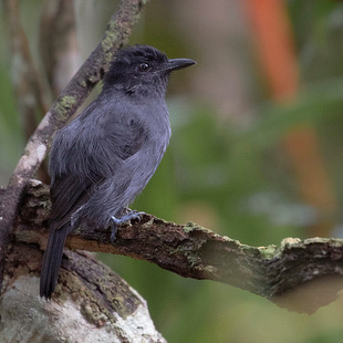 choca-do-acre (Thamnophilus divisorius) | WikiAves - A Enciclopédia das ...