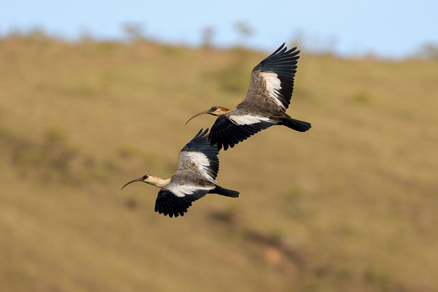 Foto curicaca (Theristicus caudatus) Por Luiz Moura | Wiki Aves - A ...