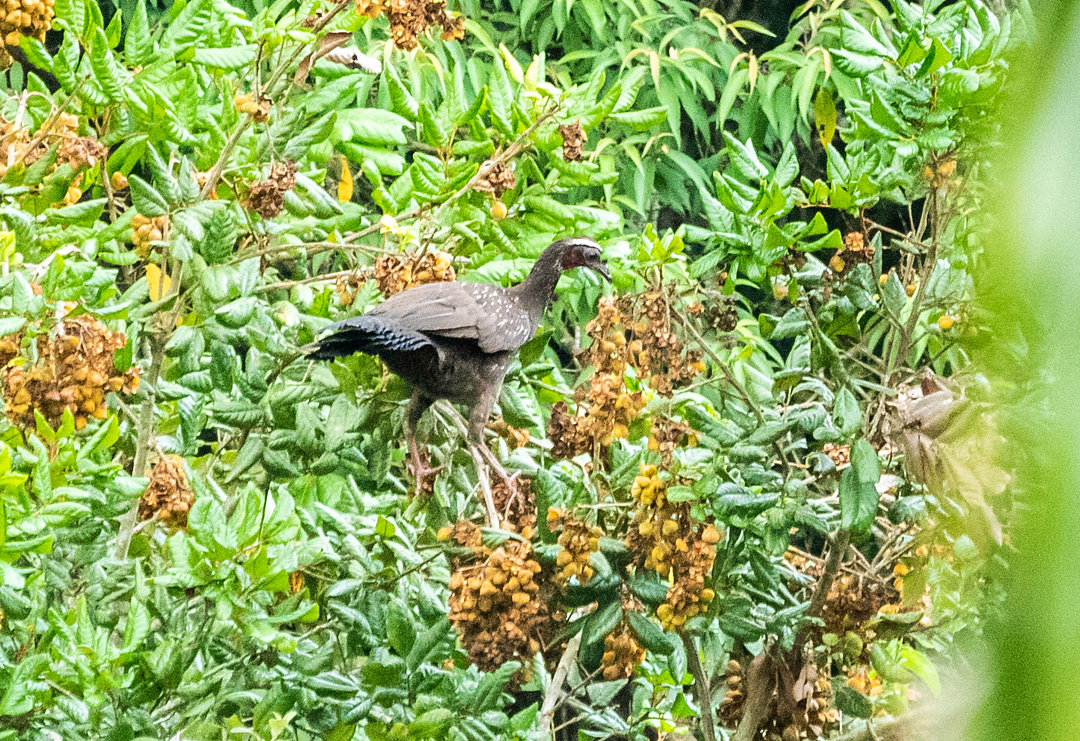 Foto jacucaca (Penelope jacucaca) Por Yure Saldanha | Wiki Aves - A ...