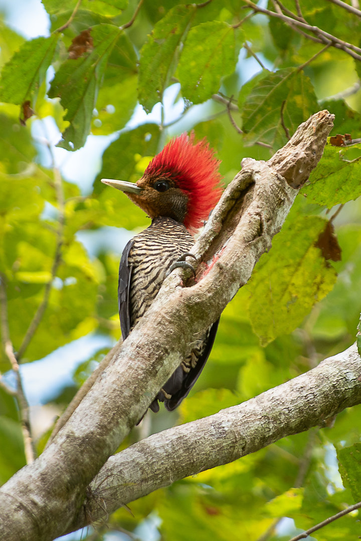 Foto pica-pau-de-cara-canela (Celeus galeatus) Por Samuel Betkowski | Wiki Aves - A Enciclopédia ...