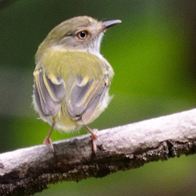 Foto maria-de-olho-claro (Atalotriccus pilaris) Por Daniel Hinckley ...