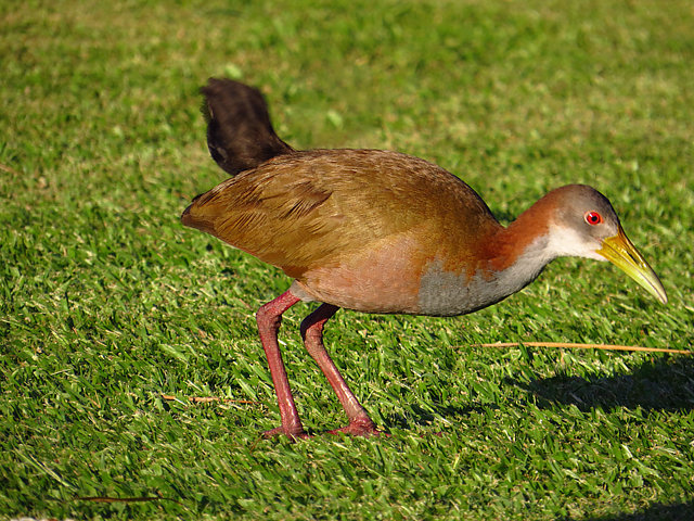 Foto saracuruçu (Aramides ypecaha) Por Fernando Pacheco | Wiki Aves - A ...