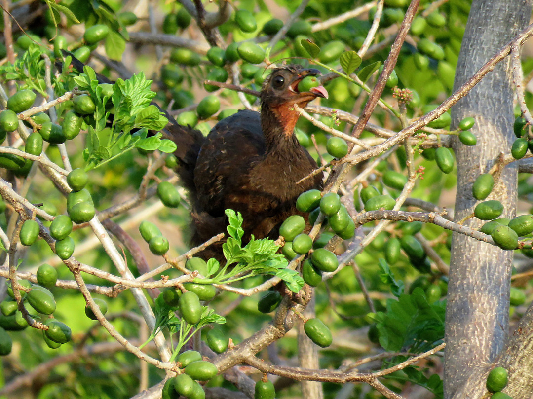 Foto jacucaca (Penelope jacucaca) Por Pablo C. Nunes | Wiki Aves - A ...