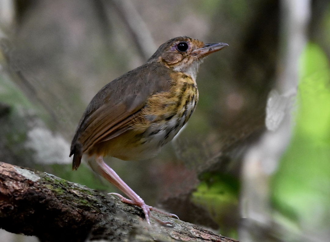 Foto torom-torom (Myrmothera berlepschi) Por Leonardo Peres | Wiki Aves ...