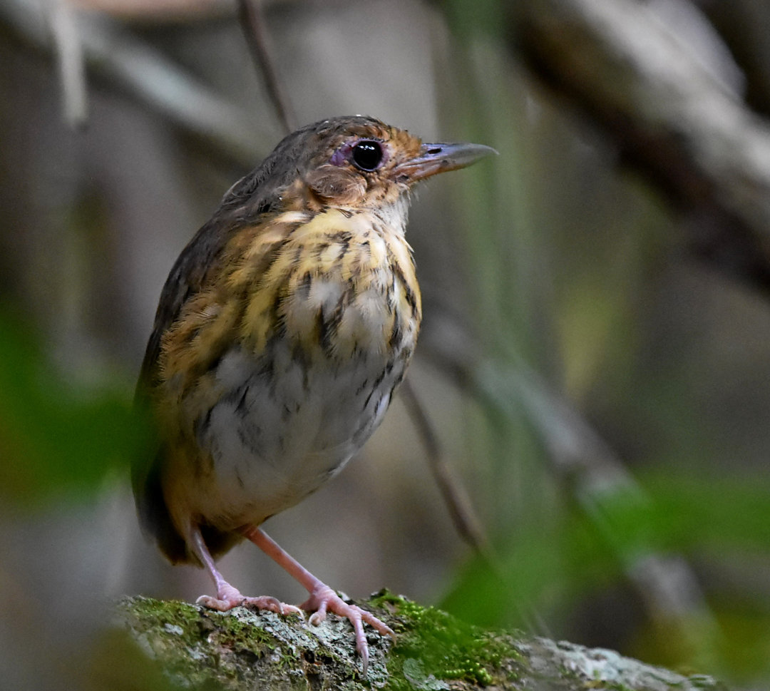 Foto torom-torom (Myrmothera berlepschi) Por Leonardo Peres | Wiki Aves ...