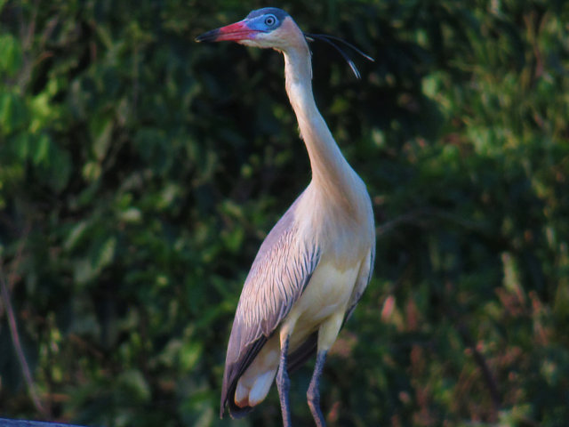 Foto maria-faceira (Syrigma sibilatrix) Por Jéssica Barateli | Wiki ...