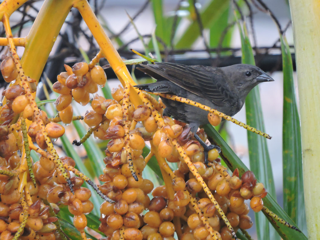 Foto chupim (Molothrus bonariensis) Por Nivaldo Cavallari | Wiki Aves ...