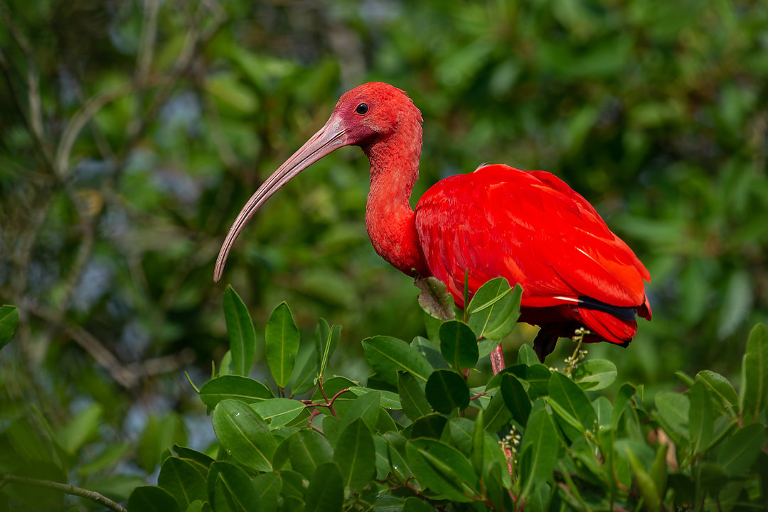 Foto guará (Eudocimus ruber) Por Luciano Bernardes | Wiki Aves - A ...