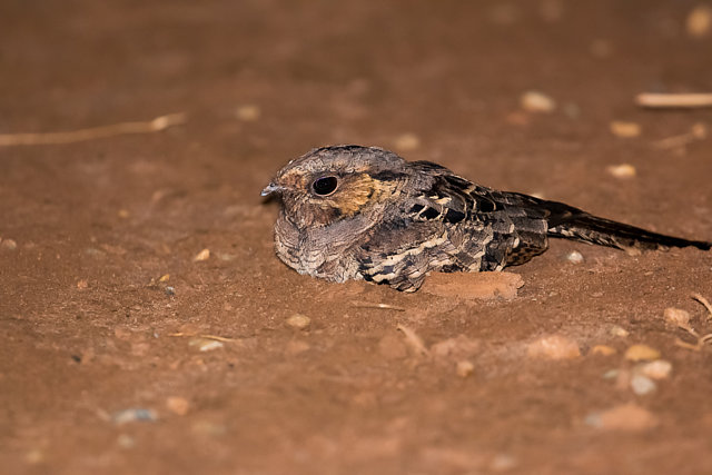 Foto bacurau (Nyctidromus albicollis) Por Heron Sanglard | Wiki Aves ...