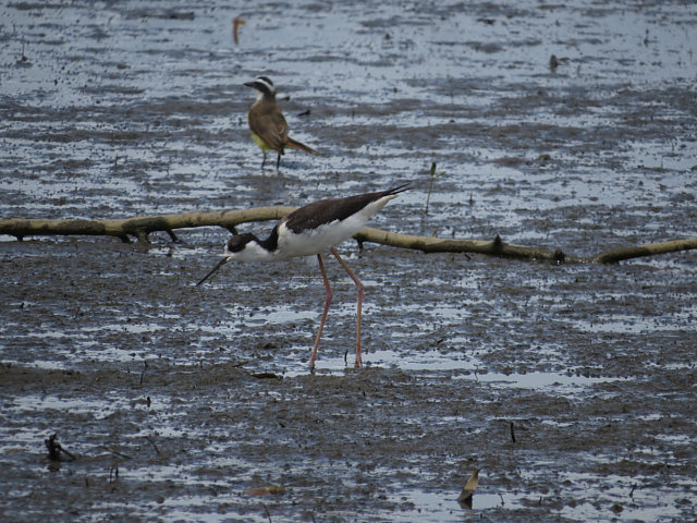 Foto pernilongo-de-costas-brancas (Himantopus melanurus) Por Sergio ...
