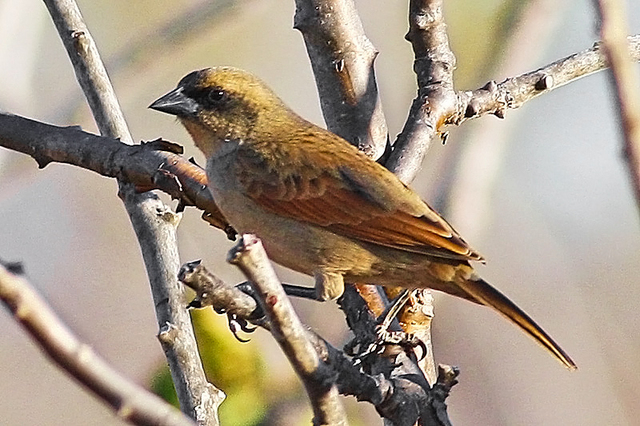 Foto asa-de-telha-pálido (Agelaioides fringillarius) Por Marcus Mello ...