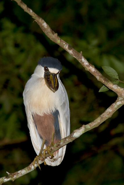 arapapá (Cochlearius cochlearius) | WikiAves - A Enciclopédia das Aves ...