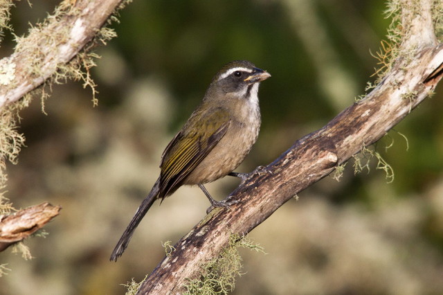 Foto trinca-ferro (Saltator similis) Por Ricardo Q. T. Rodrigues | Wiki ...