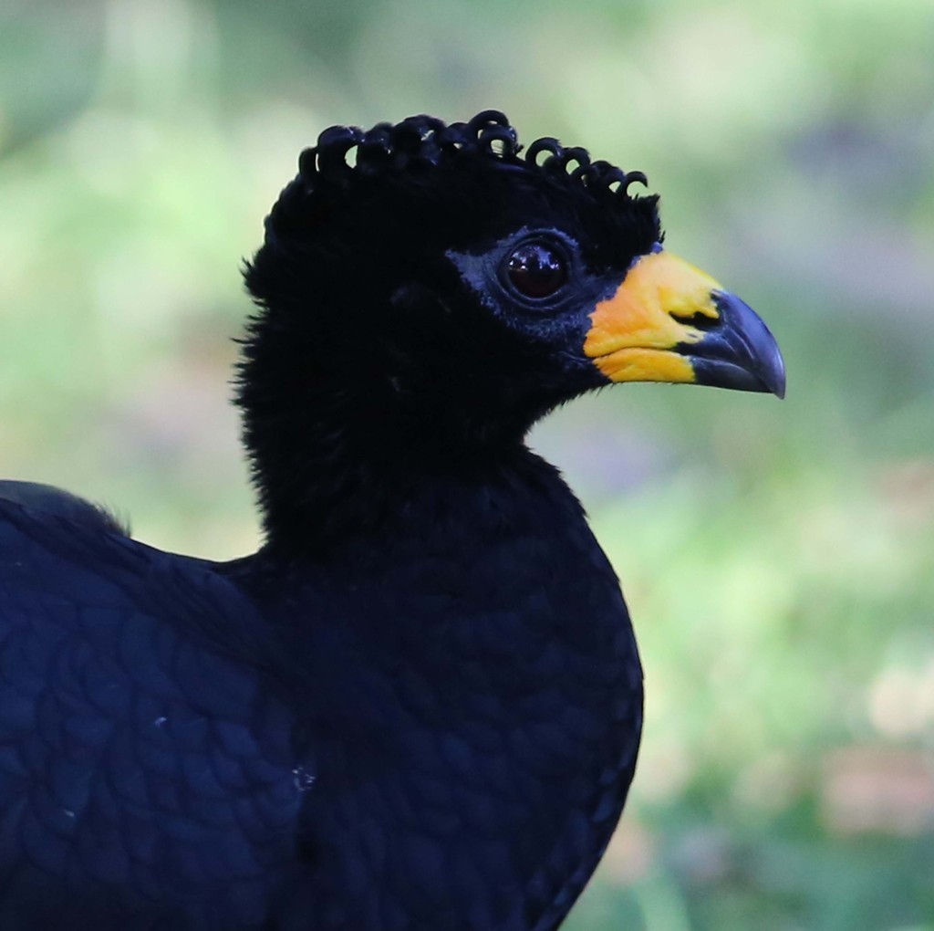 Foto mutum-de-penacho (Crax fasciolata) Por Izaias Silva | Wiki Aves ...