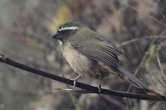 Foto bico-grosso (Saltator maxillosus) Por Daniel Santos | Wiki Aves ...