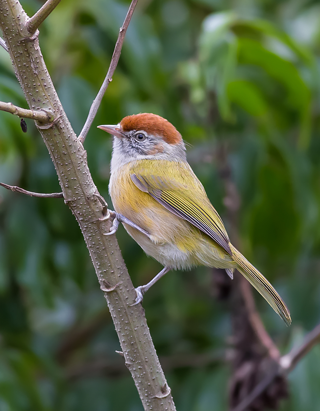 Foto vite-vite-de-olho-cinza (Hylophilus amaurocephalus) Por Daniel ...