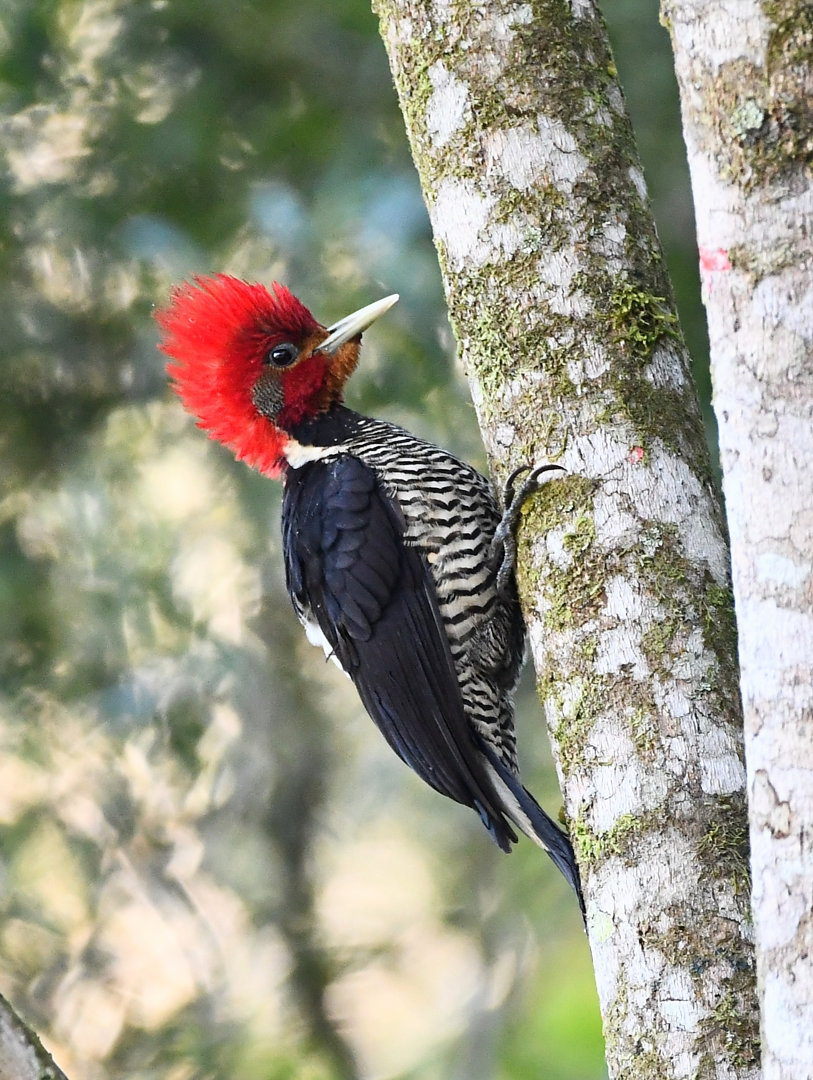 Foto pica-pau-de-cara-canela (Celeus galeatus) Por Rubia W. Speck Loes | Wiki Aves - A ...
