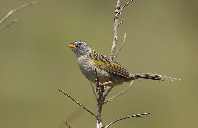 Foto canário-do-brejo (Emberizoides ypiranganus) Por Claudio Furini ...