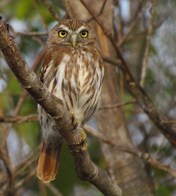 caburé (Glaucidium brasilianum) | WikiAves - A Enciclopédia das Aves do ...