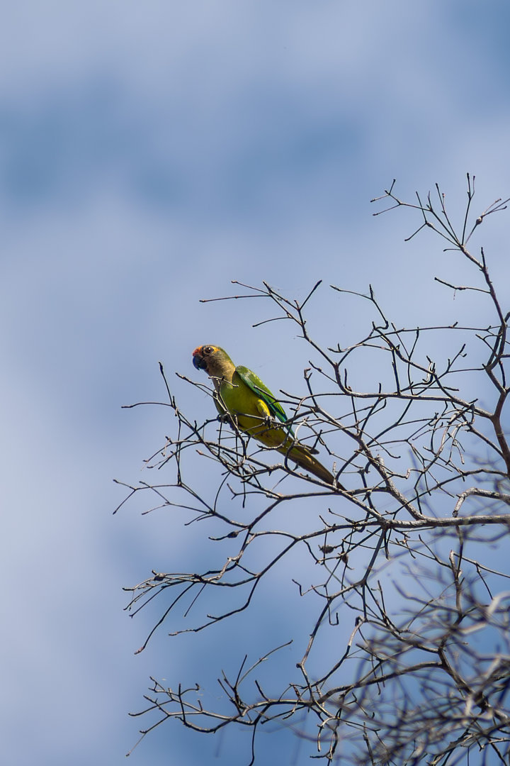 Foto periquito-rei (Eupsittula aurea) Por Marney Queiroz | Wiki Aves ...