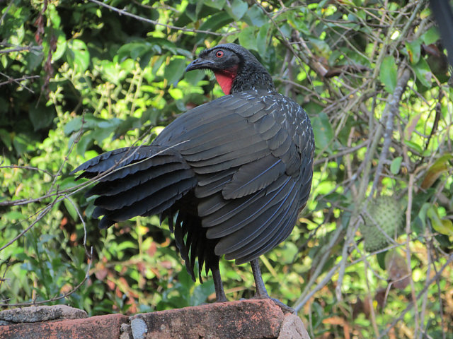 Foto jacuguaçu (Penelope obscura) Por Junia Mota | Wiki Aves - A ...