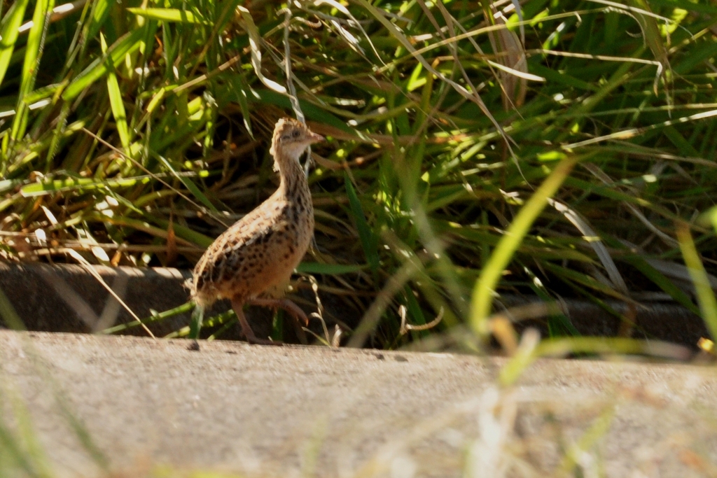 Foto codorna-amarela (Nothura maculosa) Por Aluisio Ribeiro | Wiki Aves ...
