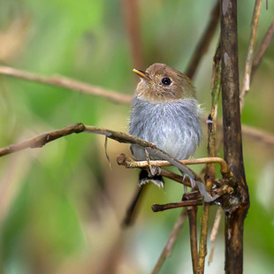 papa-moscas-estrela (Hemitriccus furcatus) | WikiAves - A Enciclopédia ...