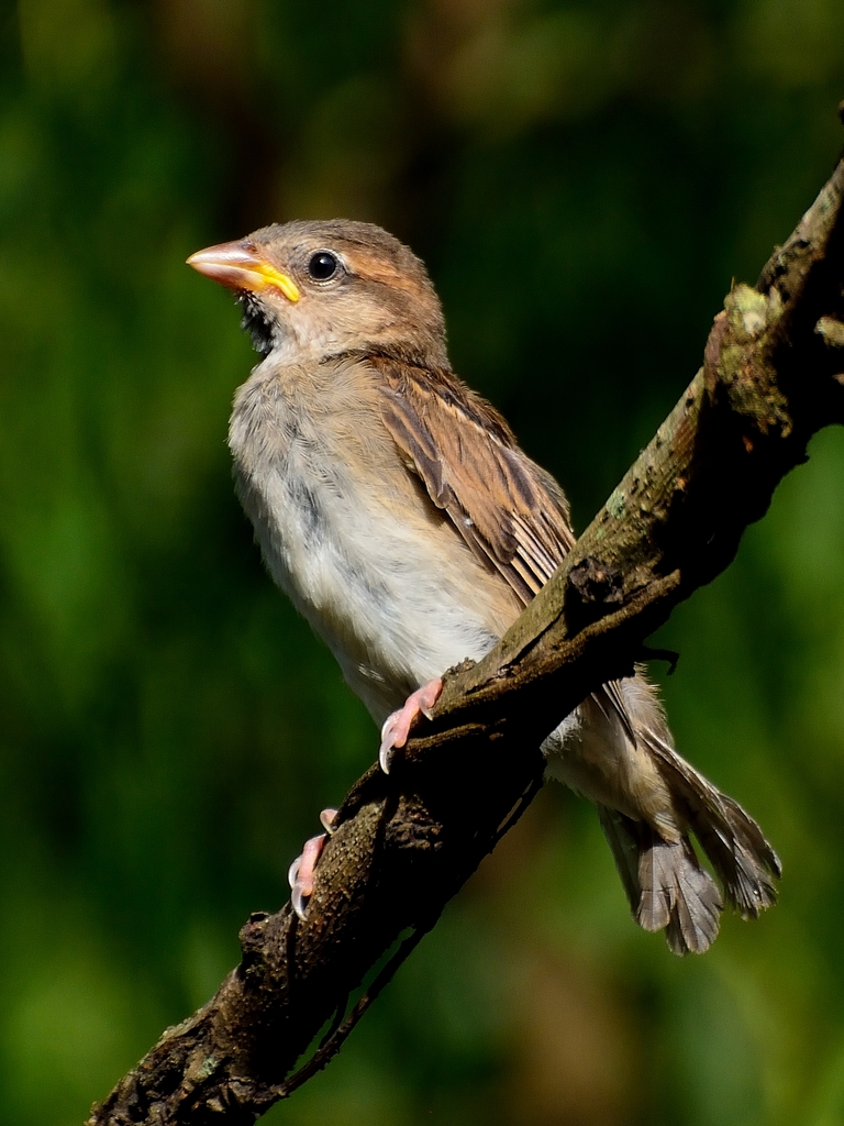 Foto pardal (Passer domesticus) Por João Dias | Wiki Aves - A ...