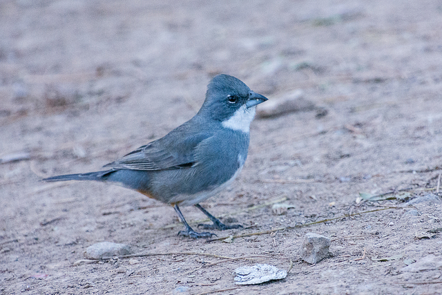 diuca (Diuca diuca) | WikiAves - A Enciclopédia das Aves do Brasil