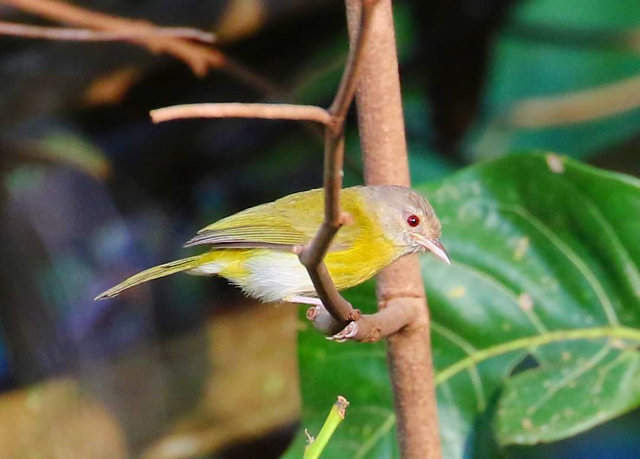 Foto vite-vite-de-cabeça-cinza (Hylophilus pectoralis) Por Percival ...
