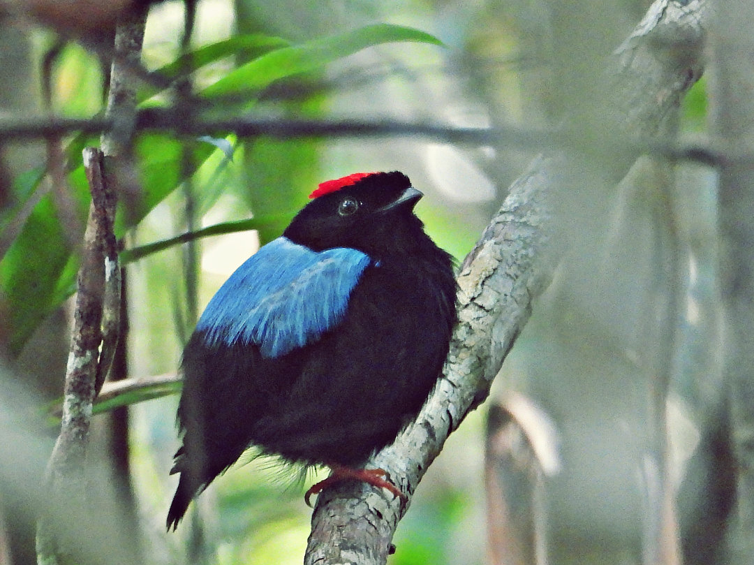 Foto tangará-príncipe (Chiroxiphia pareola) Por Paulo G. Costa | Wiki ...