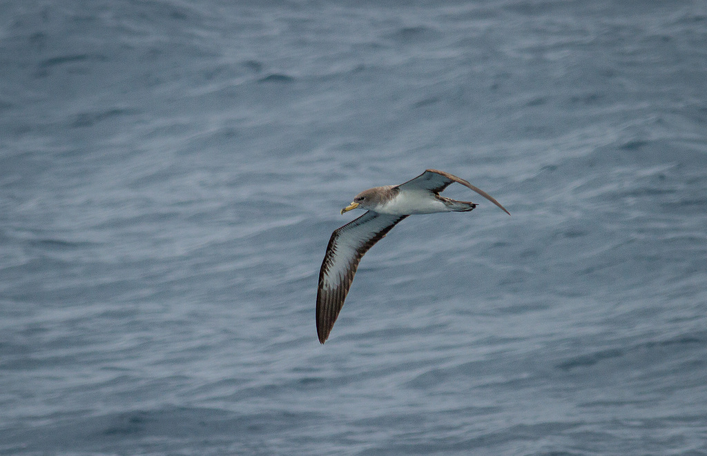 Foto cagarra-grande (Calonectris borealis) Por Vitor Barbosa | Wiki ...