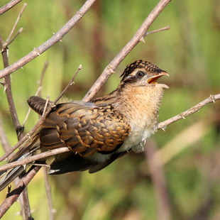 saci (Tapera naevia) | WikiAves - A Enciclopédia das Aves do Brasil