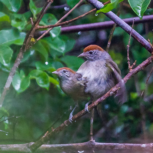 Foto vite-vite-de-olho-cinza (Hylophilus amaurocephalus) Por Rafael S. Alves | Wiki Aves - A ...