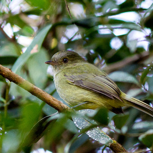 fruxu (Neopelma chrysolophum) | WikiAves - A Enciclopédia das Aves do ...