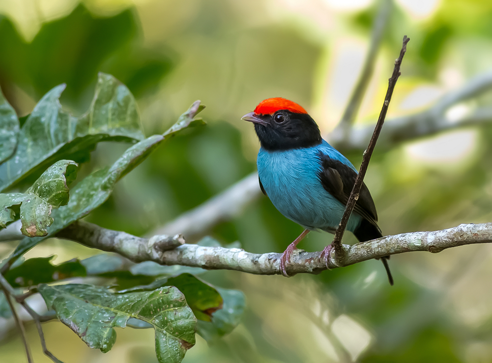 Foto tangará (Chiroxiphia caudata) Por Daniel Mello | Wiki Aves - A ...