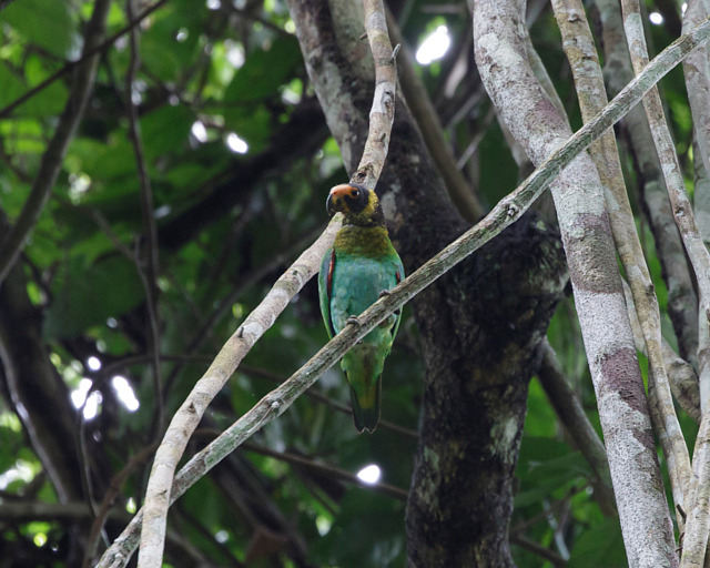 Foto curica-urubu (Pyrilia vulturina) Por Silvia Faustino Linhares ...