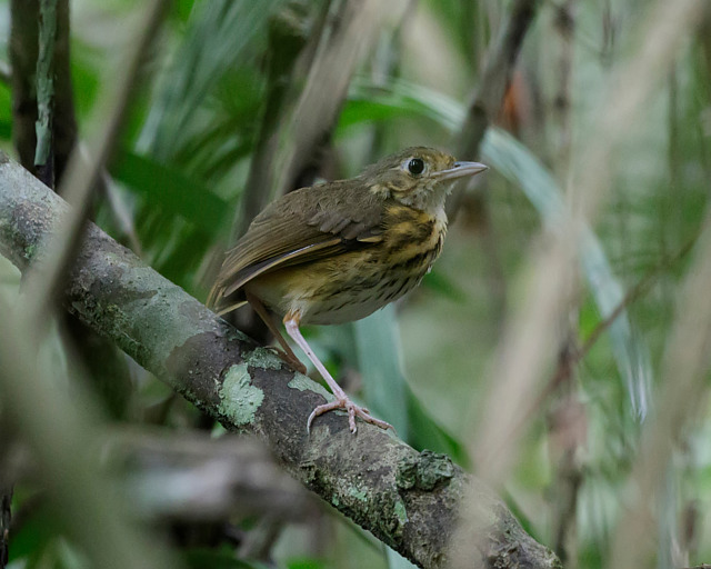 Foto torom-torom (Myrmothera berlepschi) Por Silvia Faustino Linhares ...