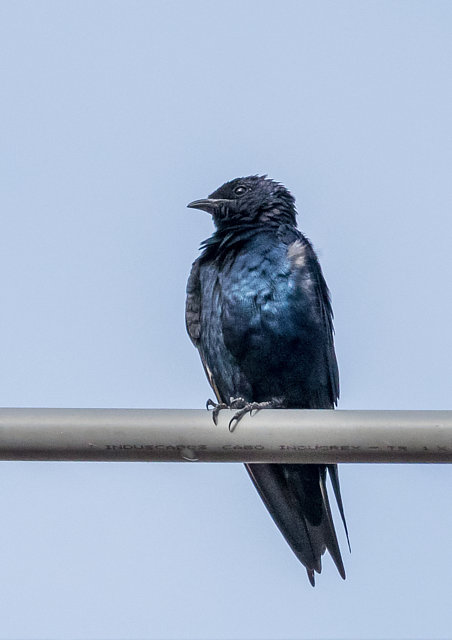 Foto andorinha-azul (Progne subis) Por Eduardo Bergo | Wiki Aves - A ...