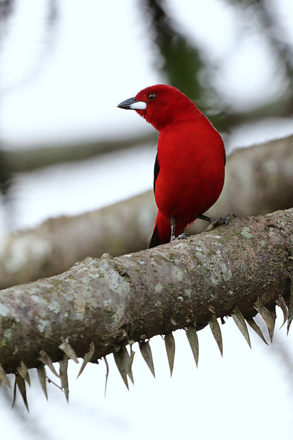 Foto tiê-sangue (Ramphocelus bresilia) Por Conrado Pável | Wiki Aves ...