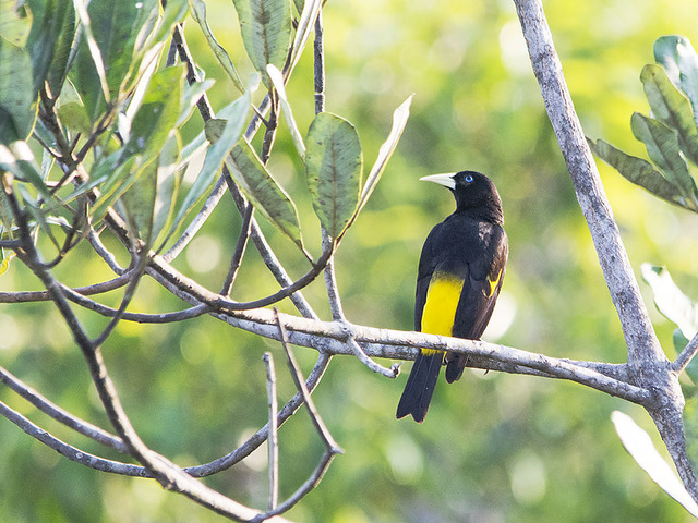 Foto xexéu (Cacicus cela) Por Luiz Veríssimo | Wiki Aves - A ...