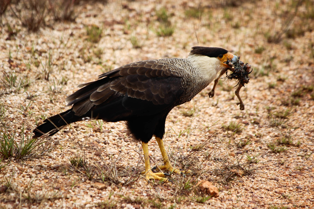 Foto carcará (Caracara plancus) Por Clenia Farias | Wiki Aves - A ...