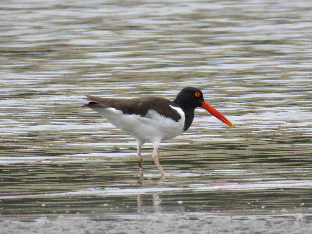Foto piru-piru (Haematopus palliatus) Por Daiane Daneluz | Wiki Aves ...