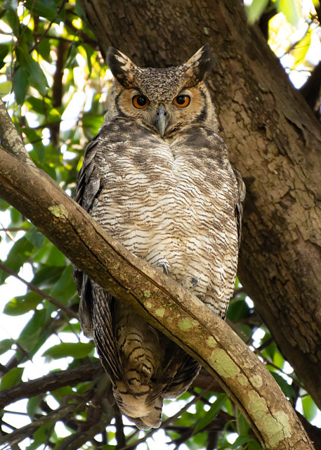 Foto jacurutu (Bubo virginianus) Por Giancarlo Müller Pozzebon | Wiki ...
